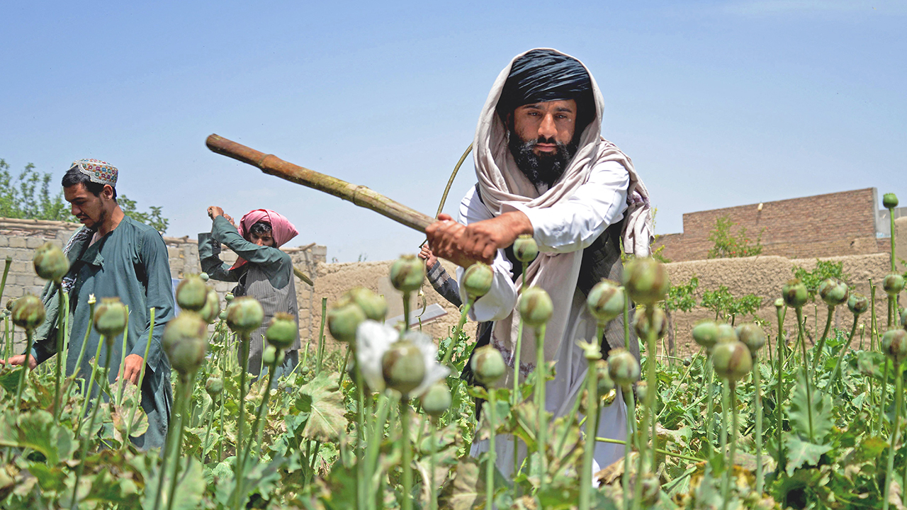 Taliban Destroys 20,000 Acres of Drug Crops, Seizes Tons of Narcotics ...